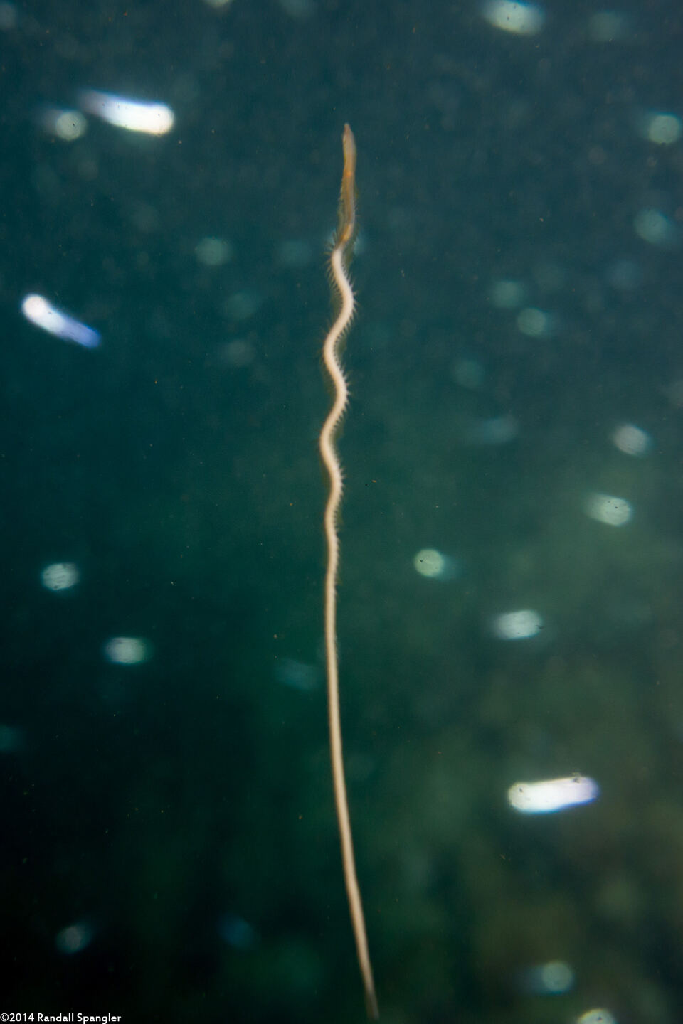 Ribbon Worm (Phylum Nemertea) - Spanglers' Scuba