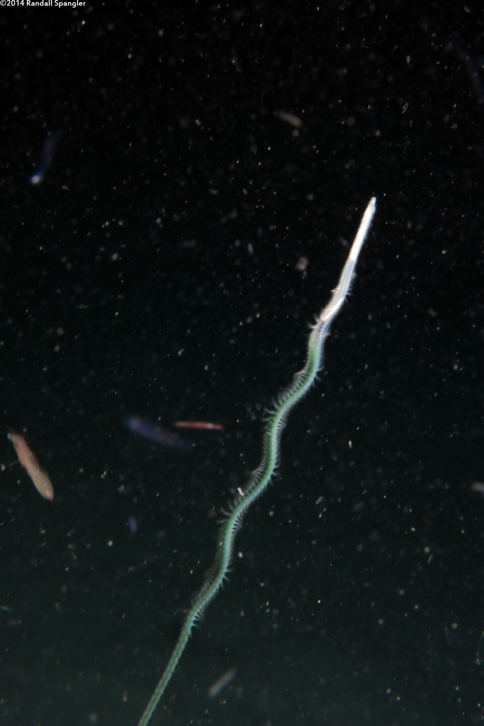 Ribbon Worm (Phylum Nemertea) - Spanglers' Scuba