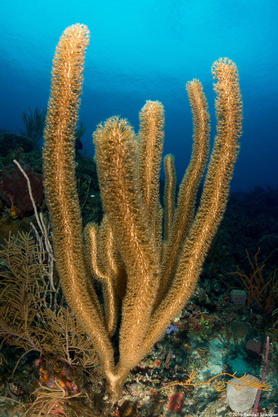 Caribbean Octocorals - Spanglers' Scuba