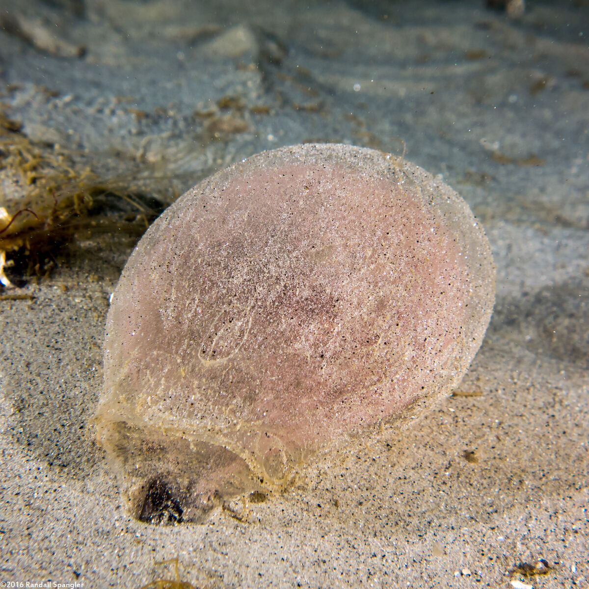 Starlight Worms - Spanglers' Scuba