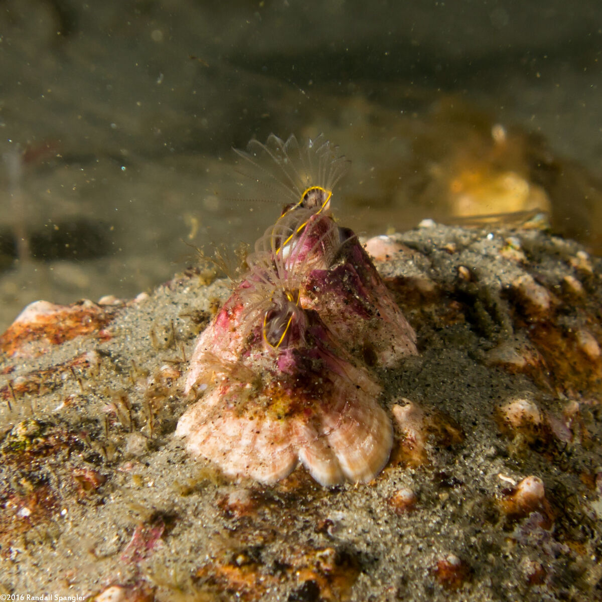 California Invertebrates - Spanglers' Scuba