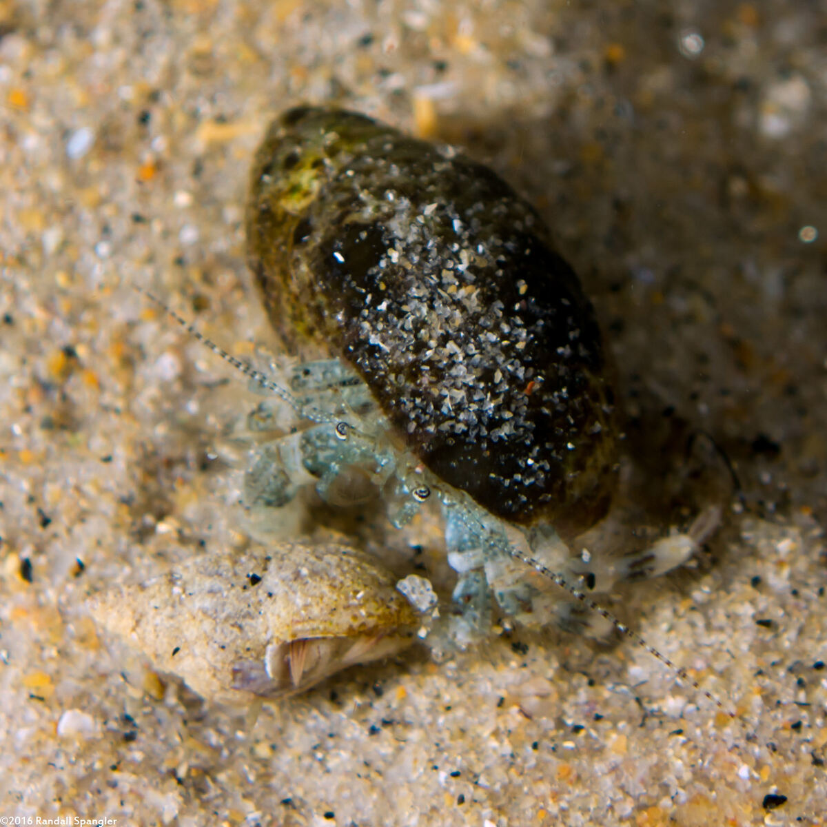 Hairy Hermit Crab (Pagurus hirsutiusculus) - Spanglers' Scuba