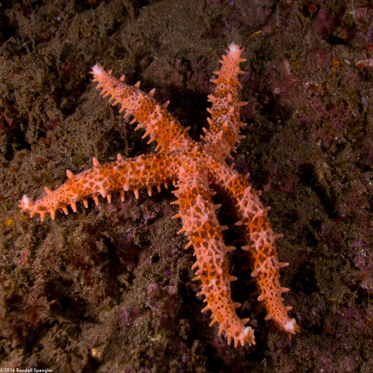 Hawaii Sea Stars - Spanglers' Scuba