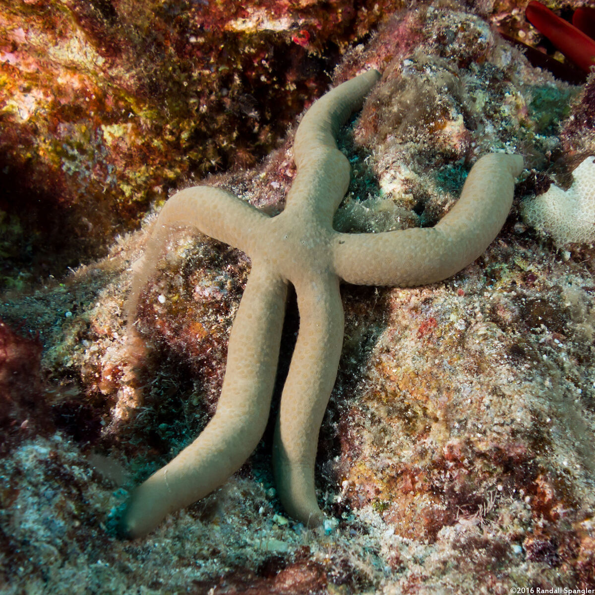 Hawaii Sea Stars - Spanglers' Scuba