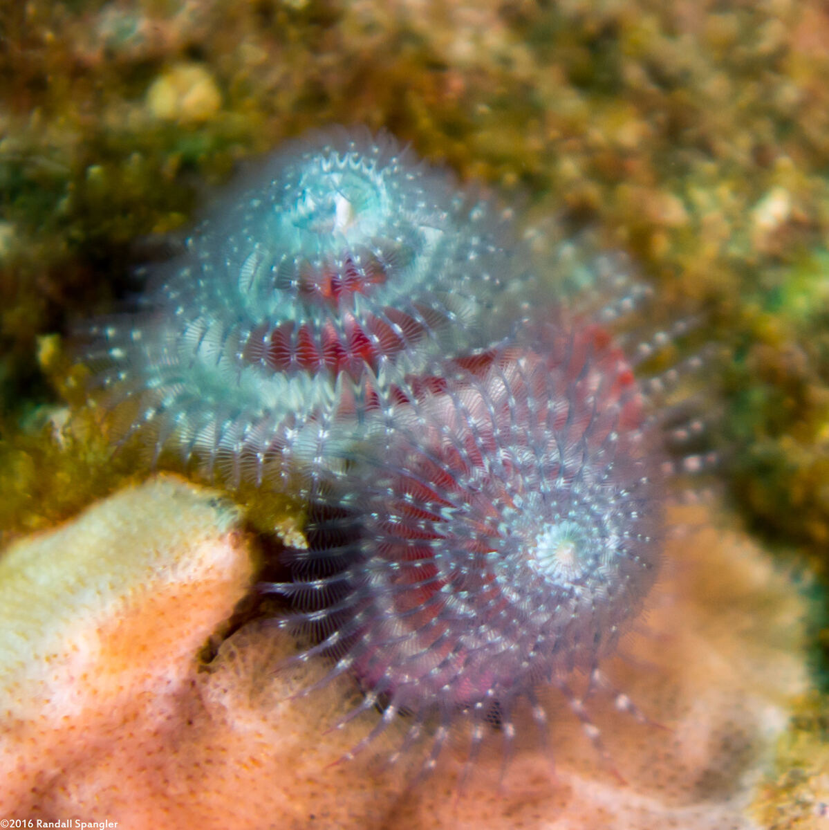 California Marine Life - Spanglers' Scuba