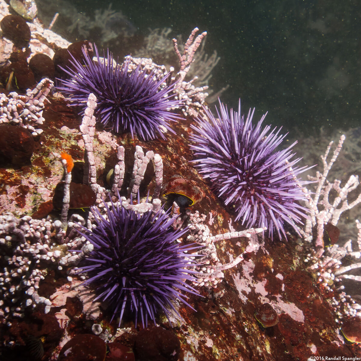 Purple Sea Urchin (Strongylocentrotus purpuratus) - Spanglers' Scuba