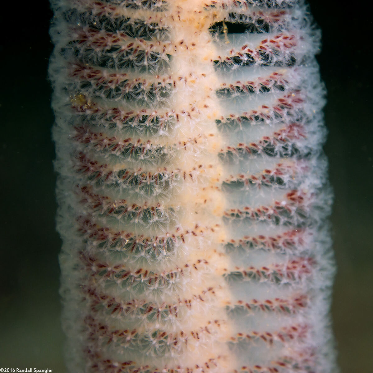 White Sea Pen (Stylatula elongata) - Spanglers' Scuba