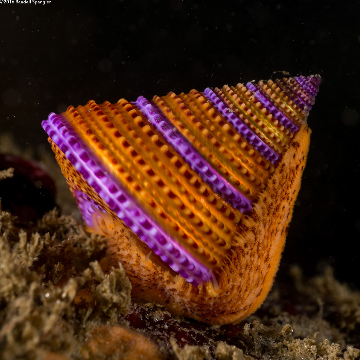 Blue-Ring Top Snail (Calliostoma annulatum) - Spanglers' Scuba