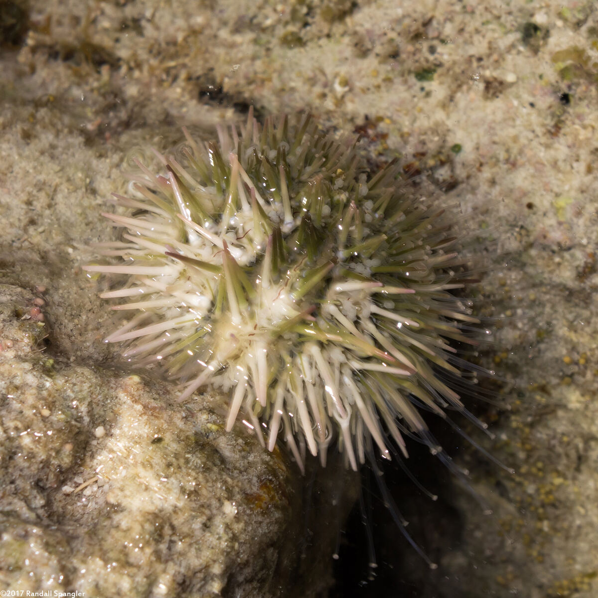 Variegated Urchin (Lytechinus variegatus) - Spanglers' Scuba