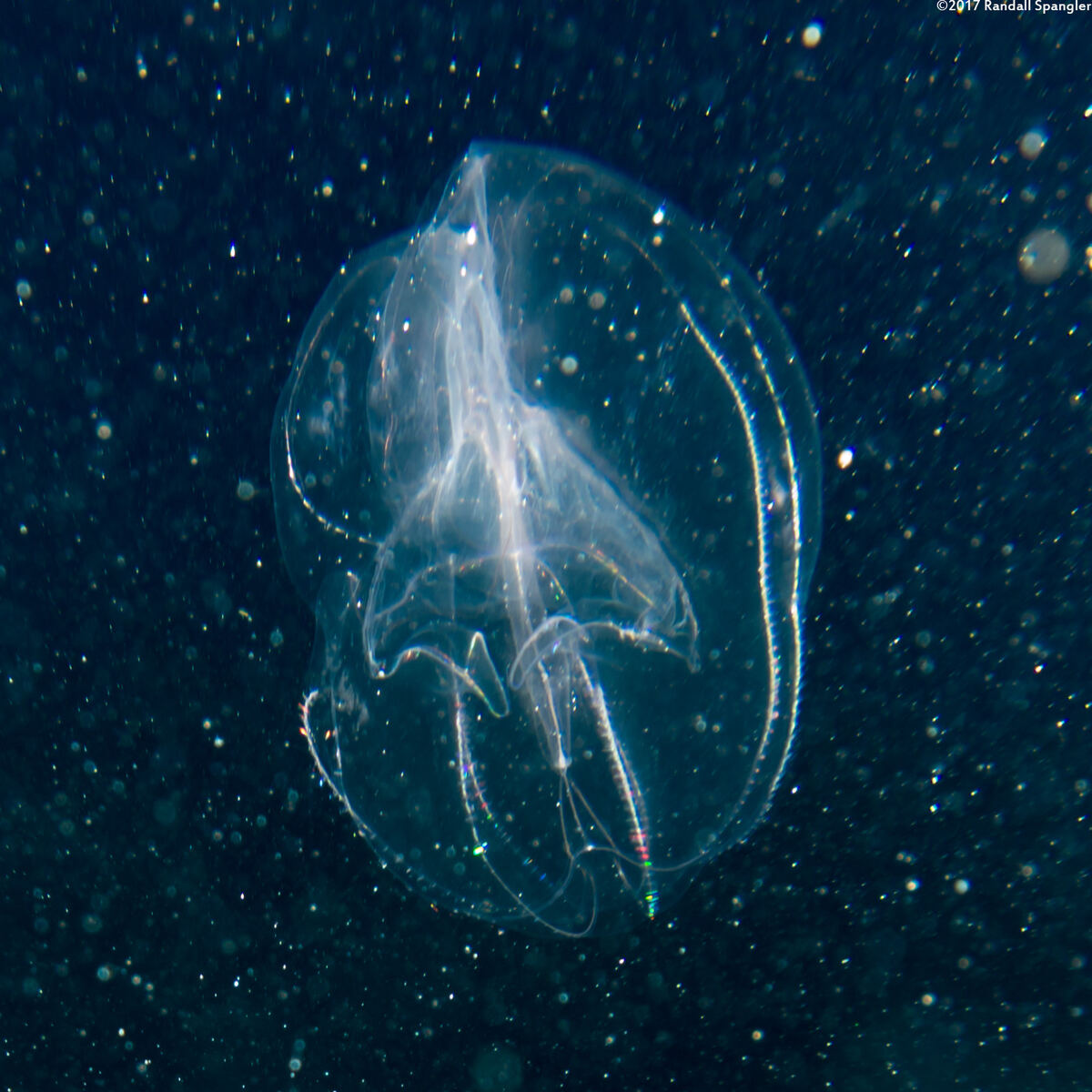 Sea Walnut (Mnemiopsis leidyi) - Spanglers' Scuba