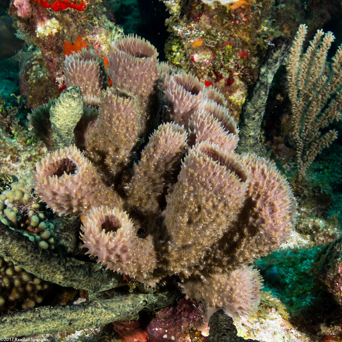 Caribbean Sponges - Spanglers' Scuba