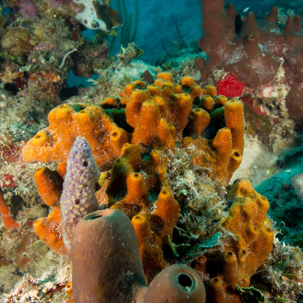 Brown Encrusting Octopus Sponge (Ectyoplasia ferox) - Spanglers' Scuba