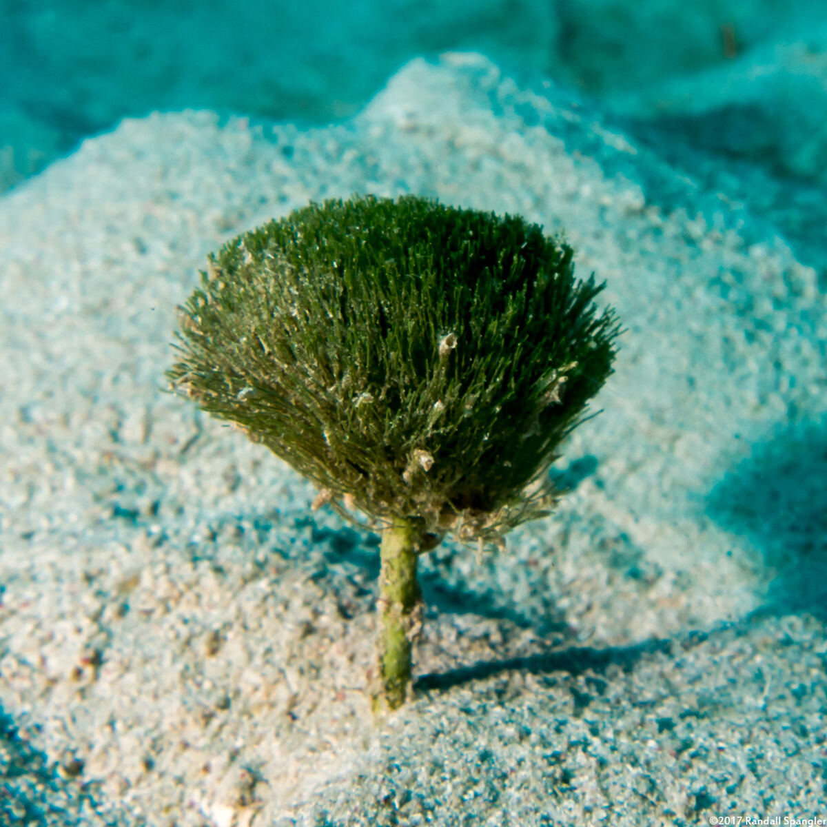 Caribbean Plants - Spanglers' Scuba