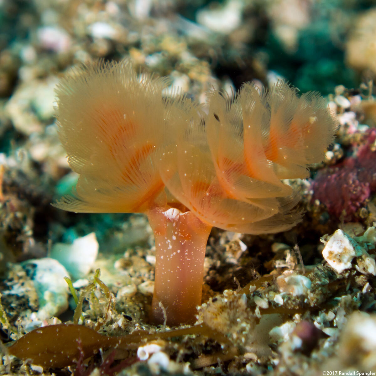 Caribbean Tube Worms - Spanglers' Scuba