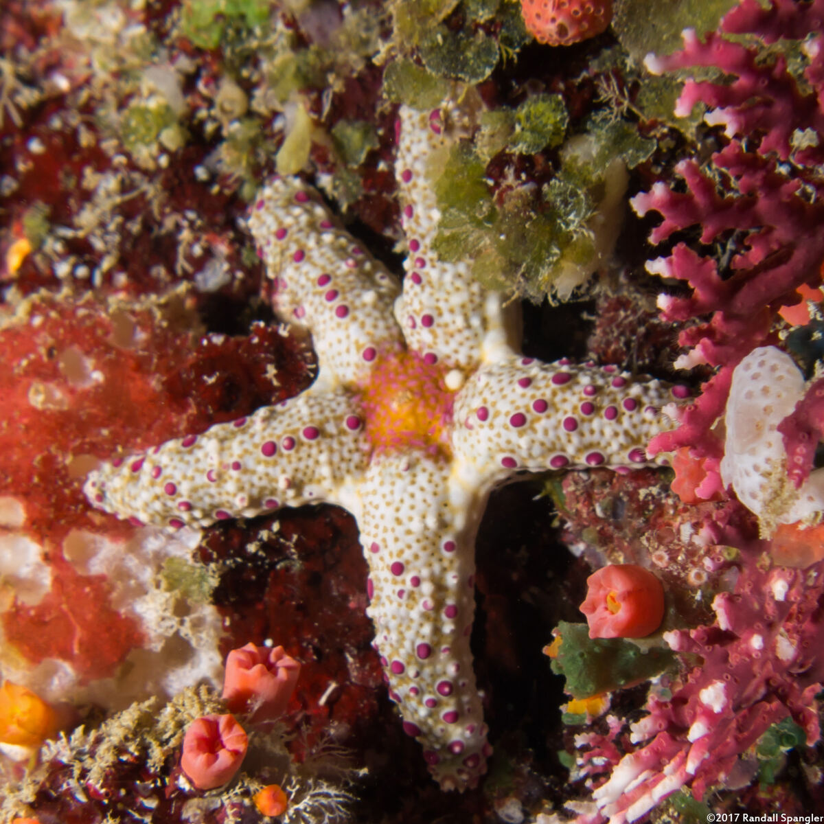 Cuming's Sea Star (Neoferdina cumingi) - Spanglers' Scuba