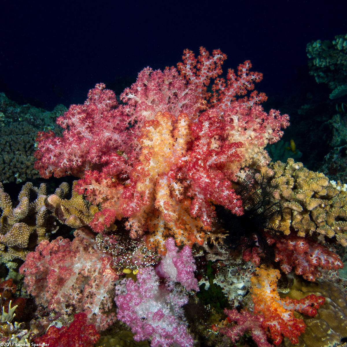 Indo-Pacific Octocorals - Spanglers' Scuba