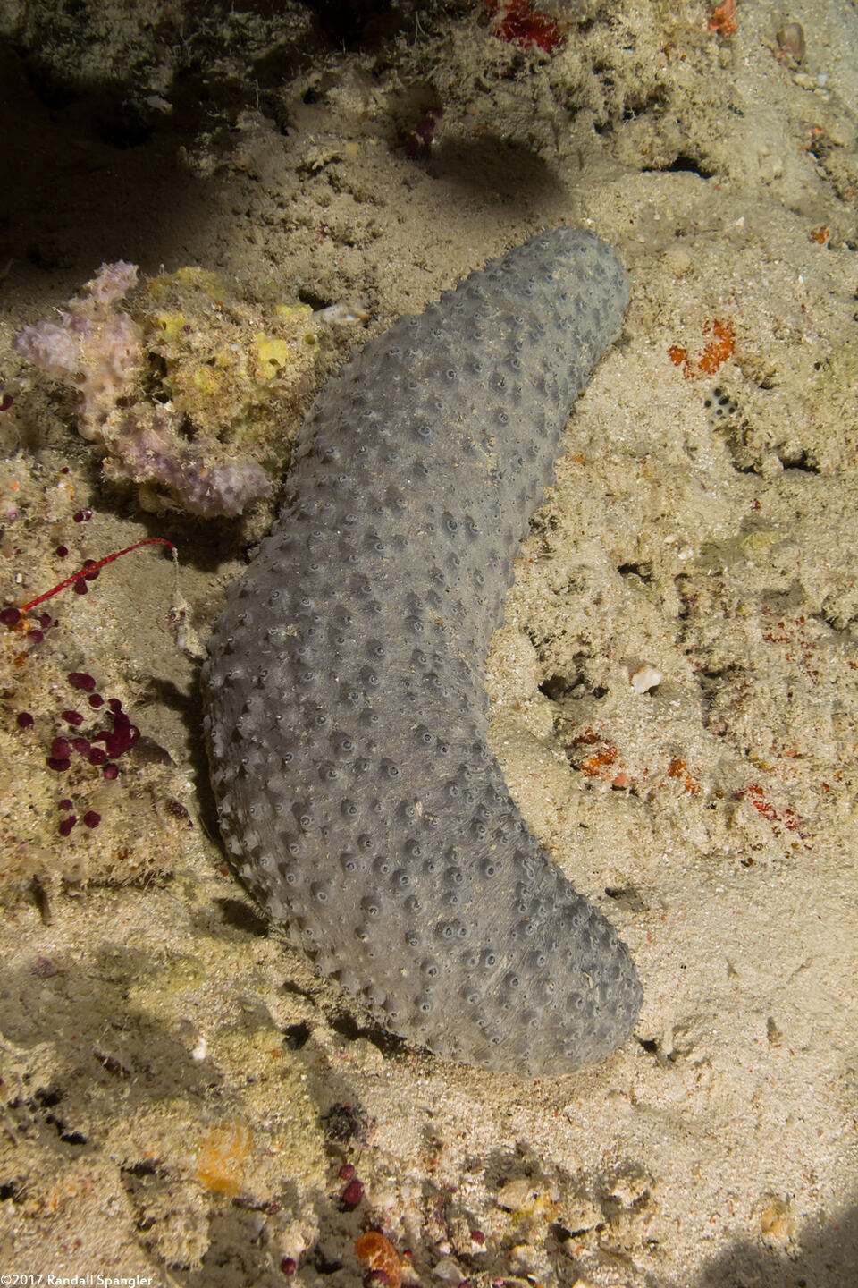 Philippines Sea Cucumbers - Spanglers' Scuba
