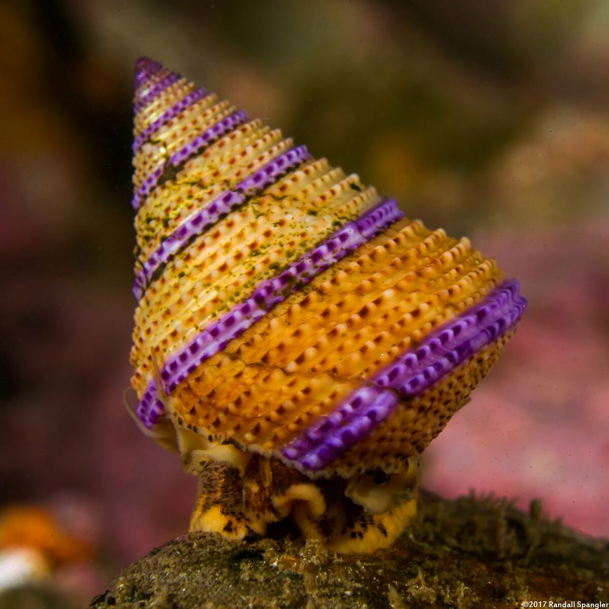 Blue-Ring Top Snail (Calliostoma annulatum) - Spanglers' Scuba