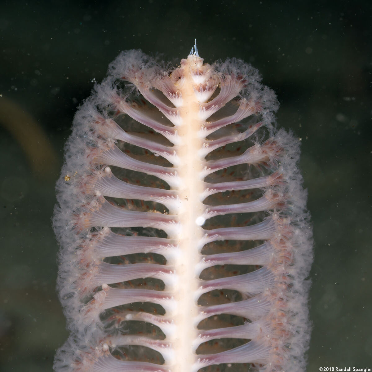 White Sea Pen (Stylatula elongata) - Spanglers' Scuba