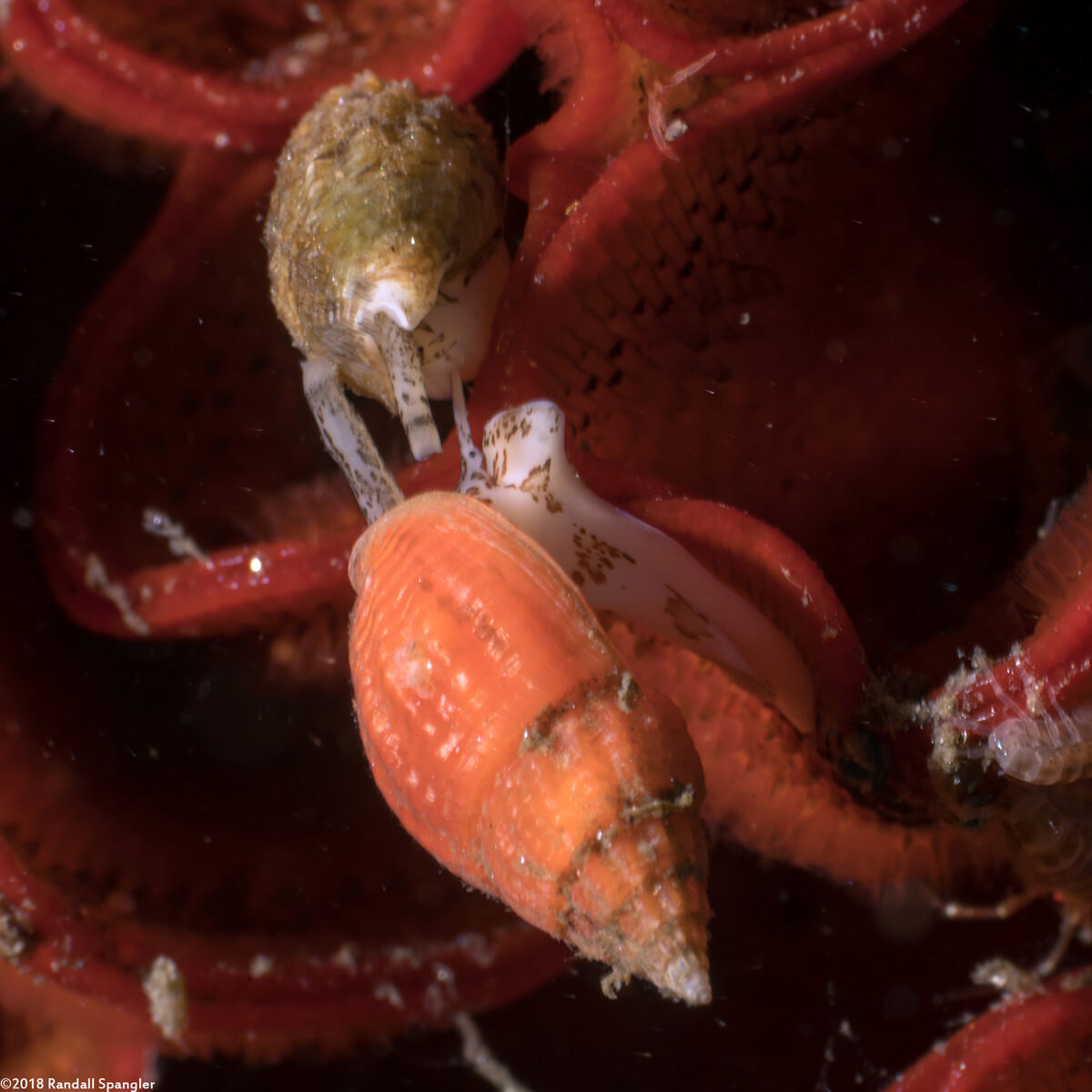 Variegate Amphissa (Amphissa versicolor) - Spanglers' Scuba