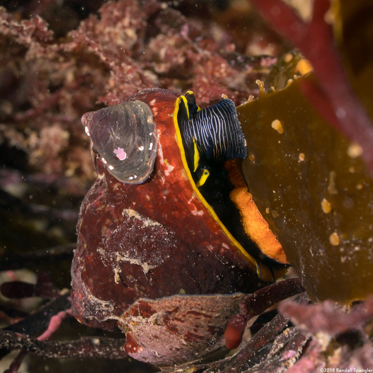 Eastern Pacific Sea Snails - Spanglers' Scuba