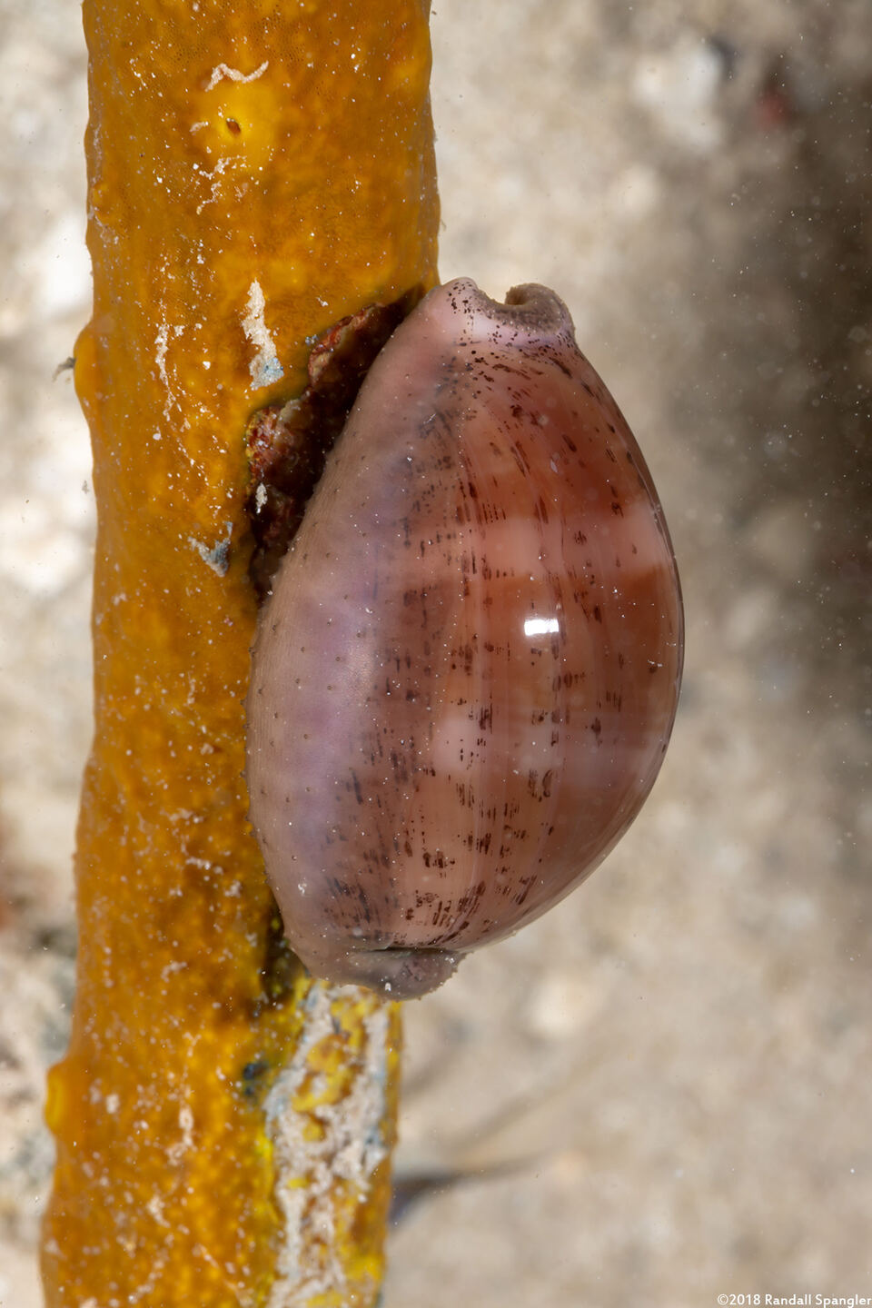 Caribbean Sea Snails - Spanglers' Scuba