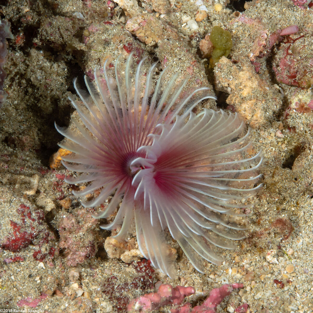Indo-Pacific Tube Worms - Spanglers' Scuba