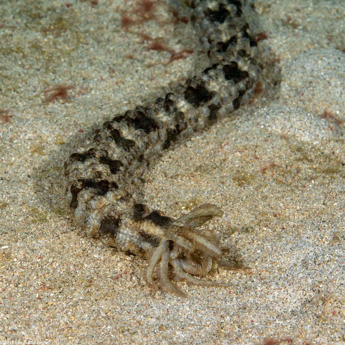 Philippines Sea Cucumbers - Spanglers' Scuba