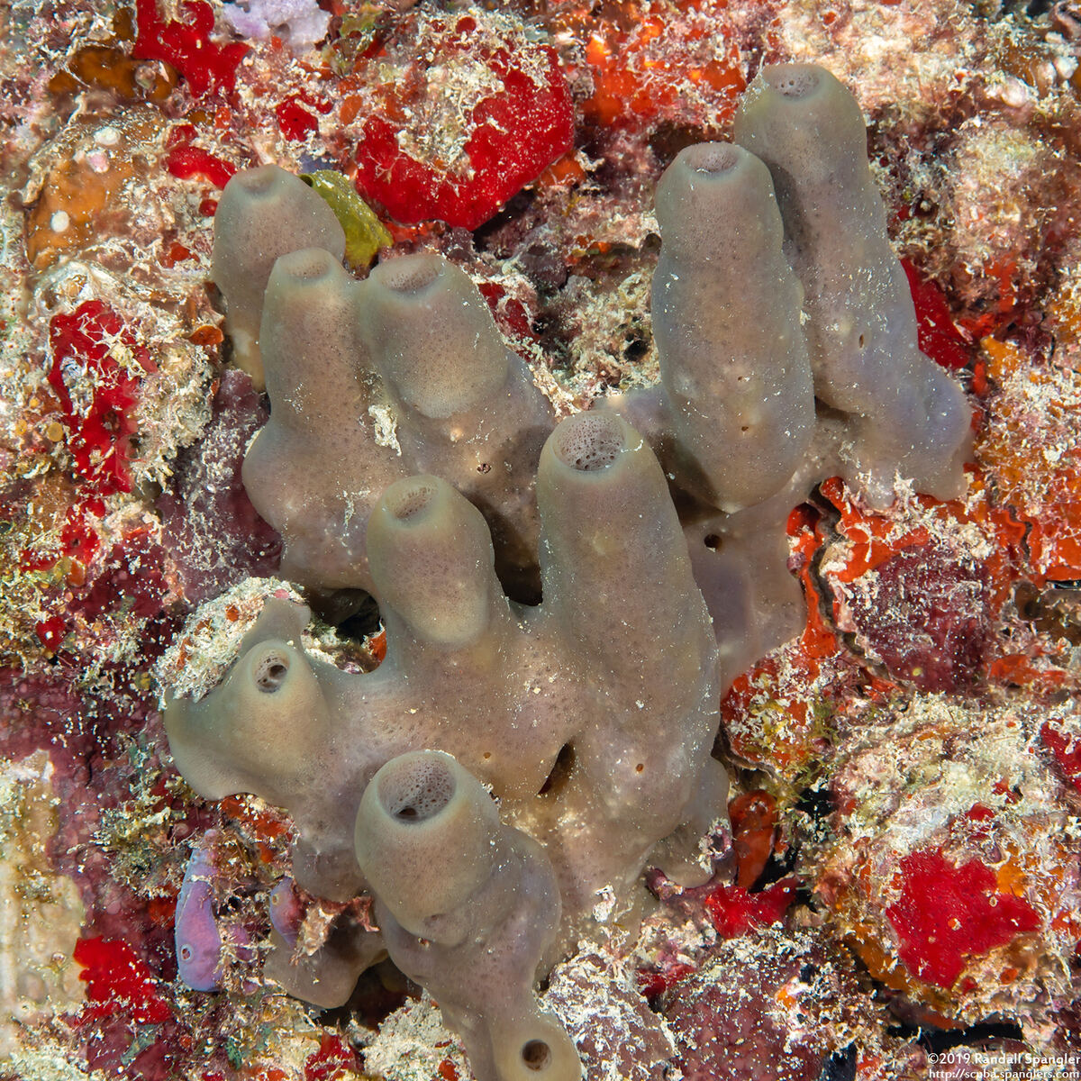Caribbean Sponges - Spanglers' Scuba