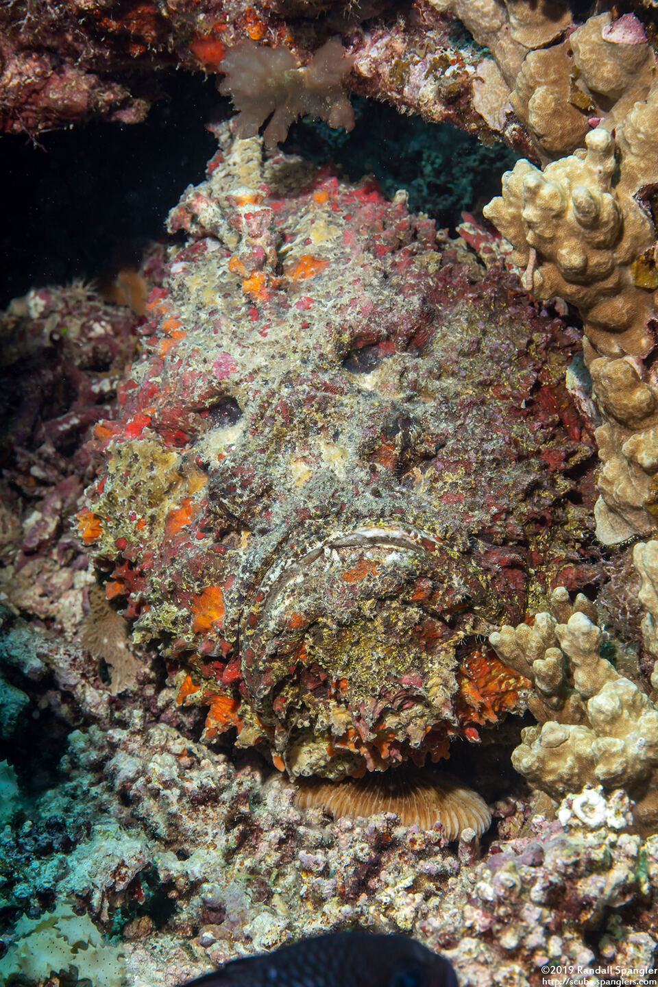 Reef Stonefish (Synanceia verrucosa) - Spanglers' Scuba