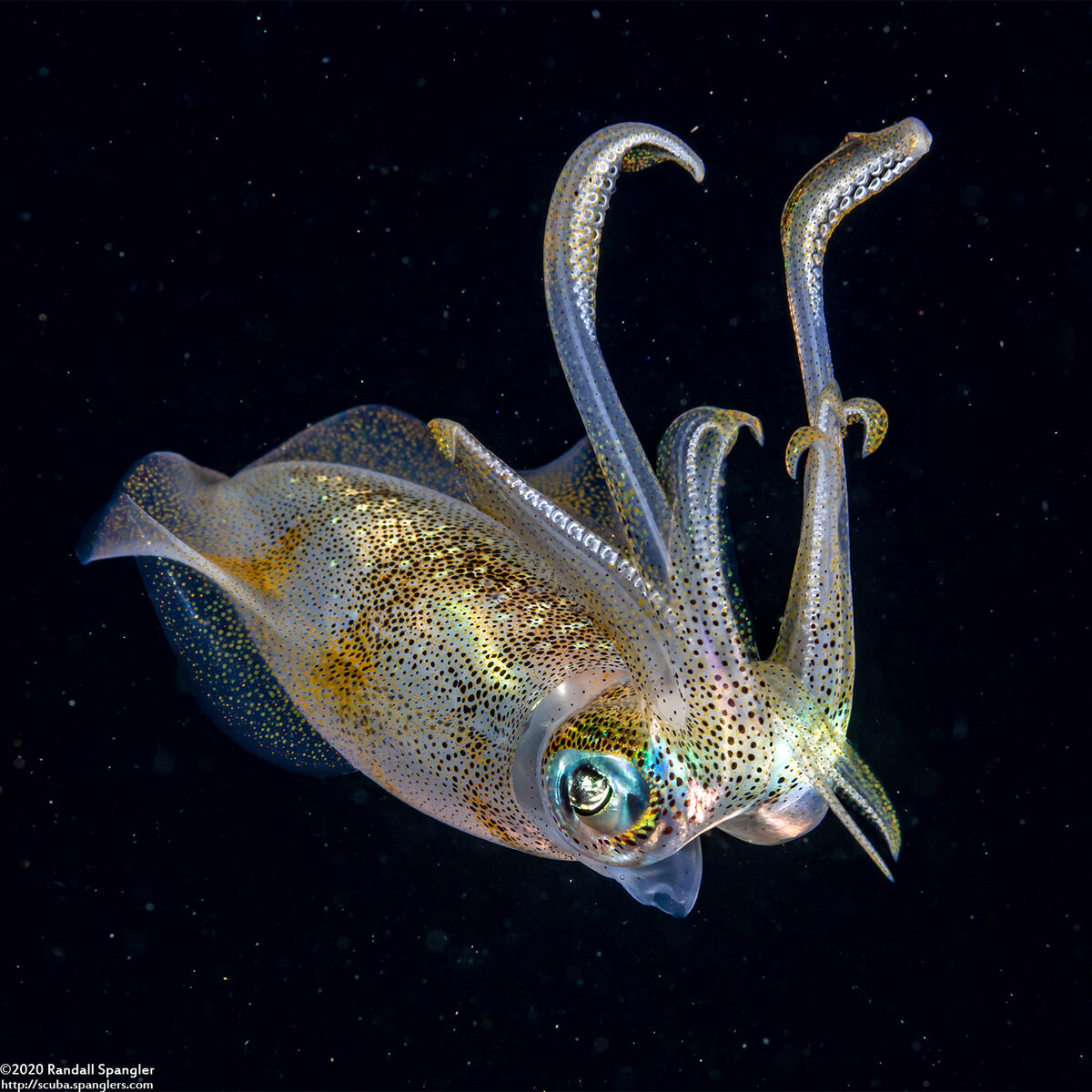Thailand Squids - Spanglers' Scuba