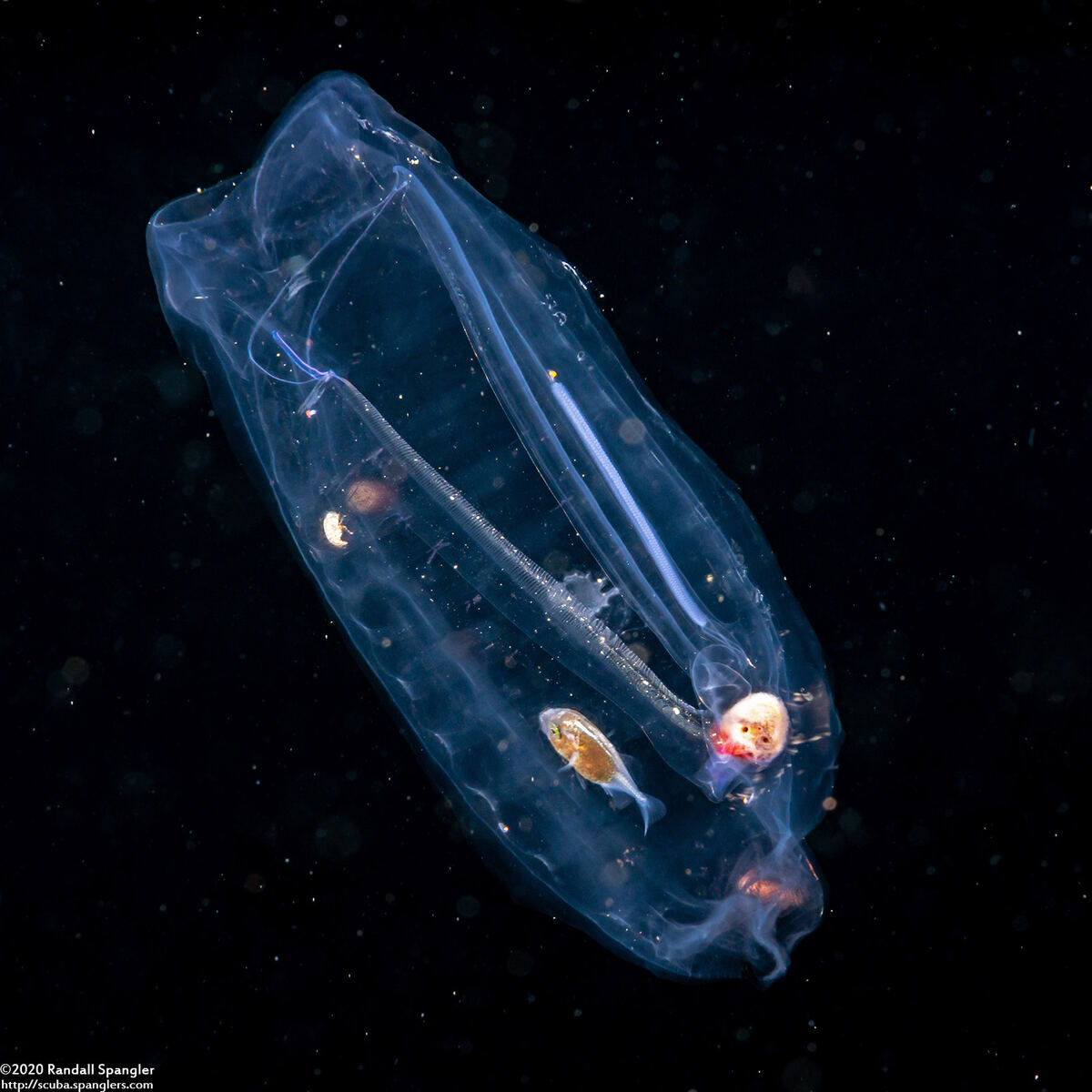 Common Salp (Salpa fusiformis) - Spanglers' Scuba