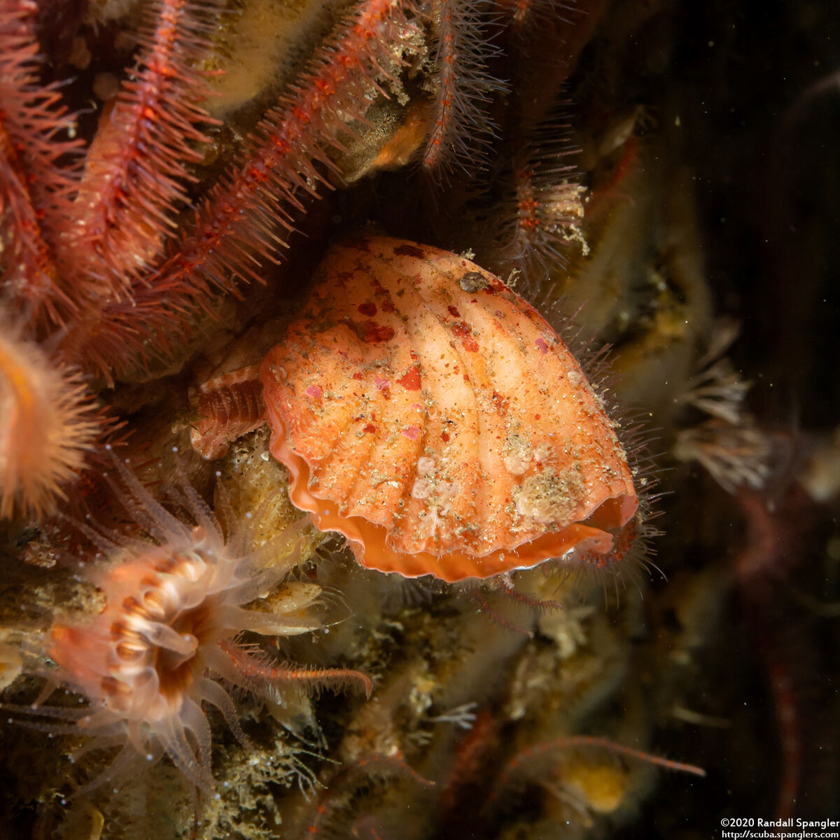 Common Lampshell (Terebratalia transversa) - Spanglers' Scuba