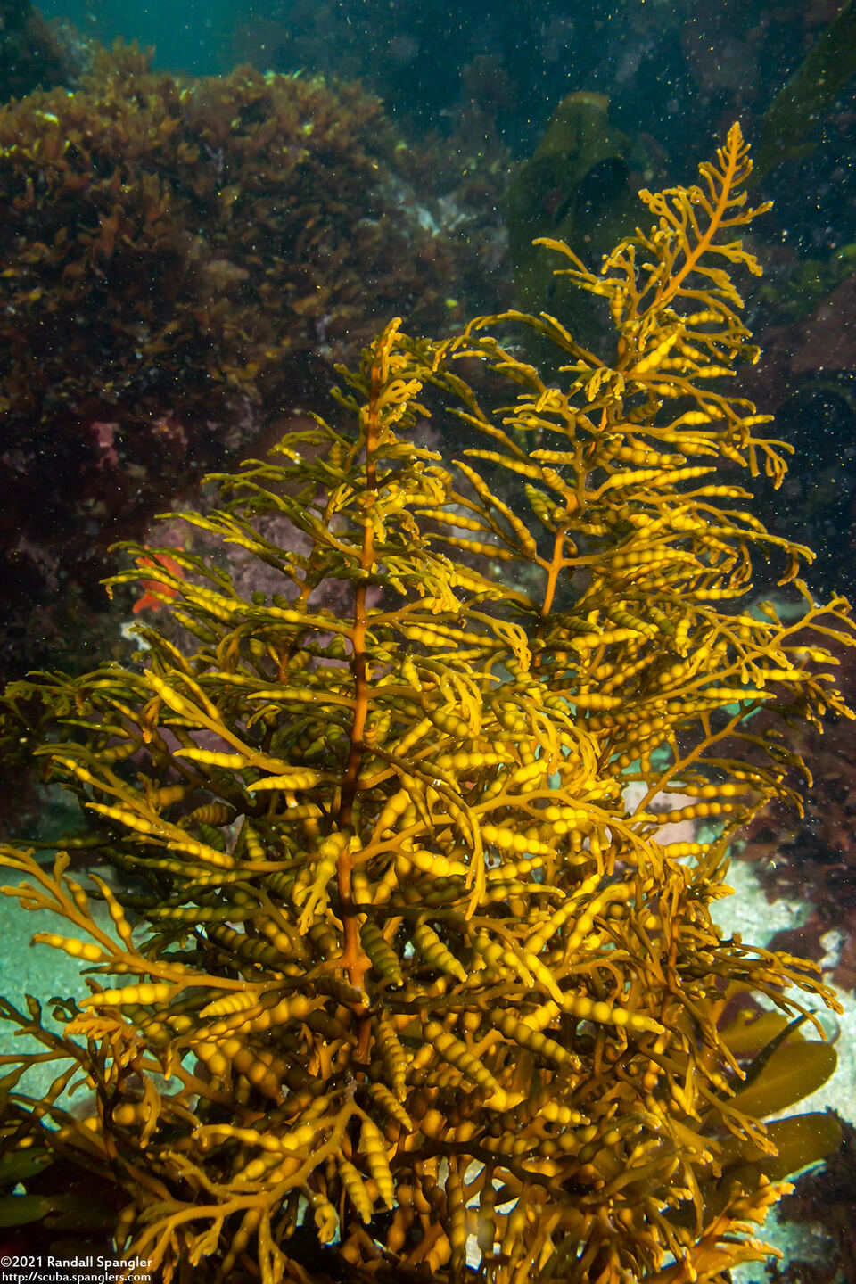 Eastern Pacific Plants - Spanglers' Scuba