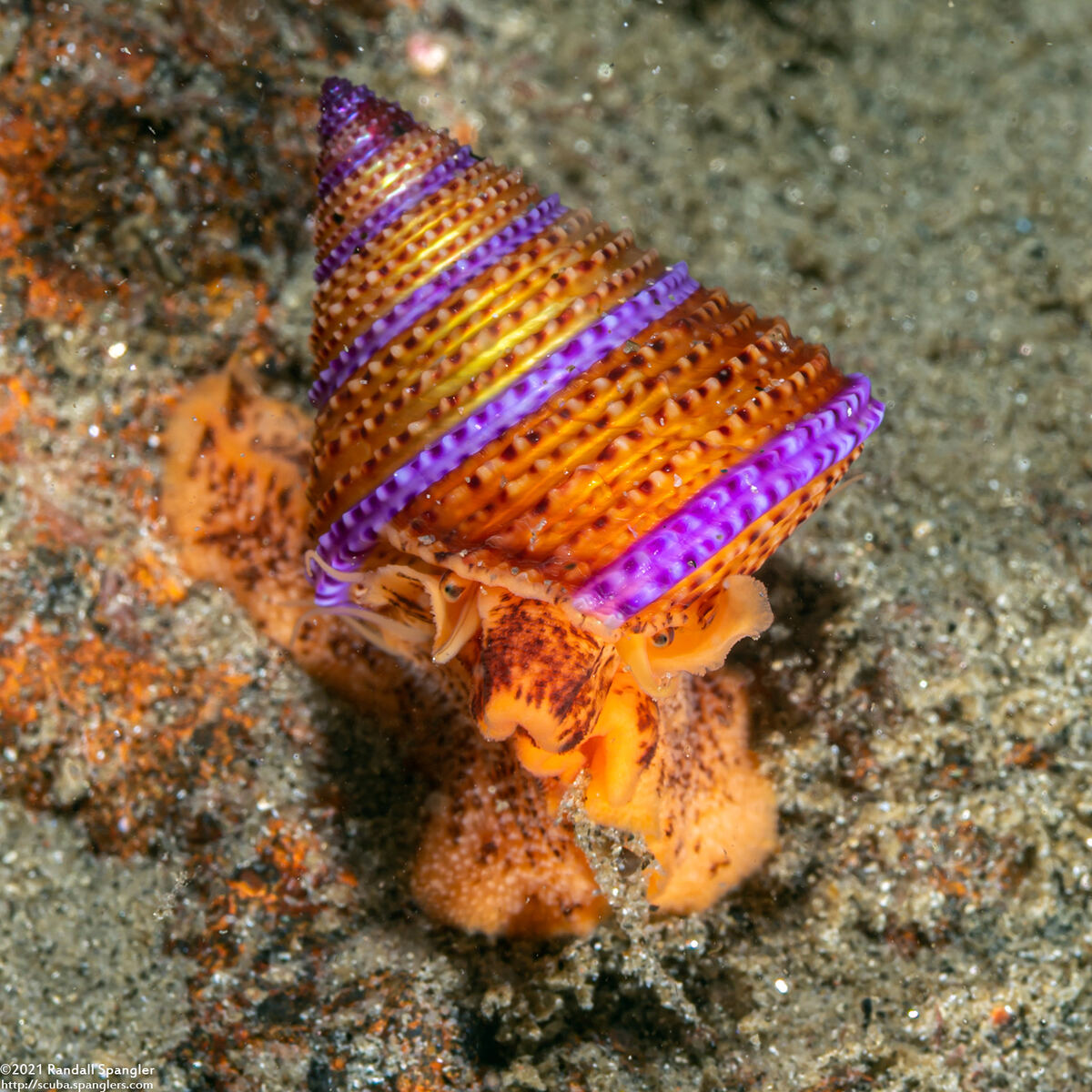 Blue-Ring Top Snail (Calliostoma annulatum) - Spanglers' Scuba