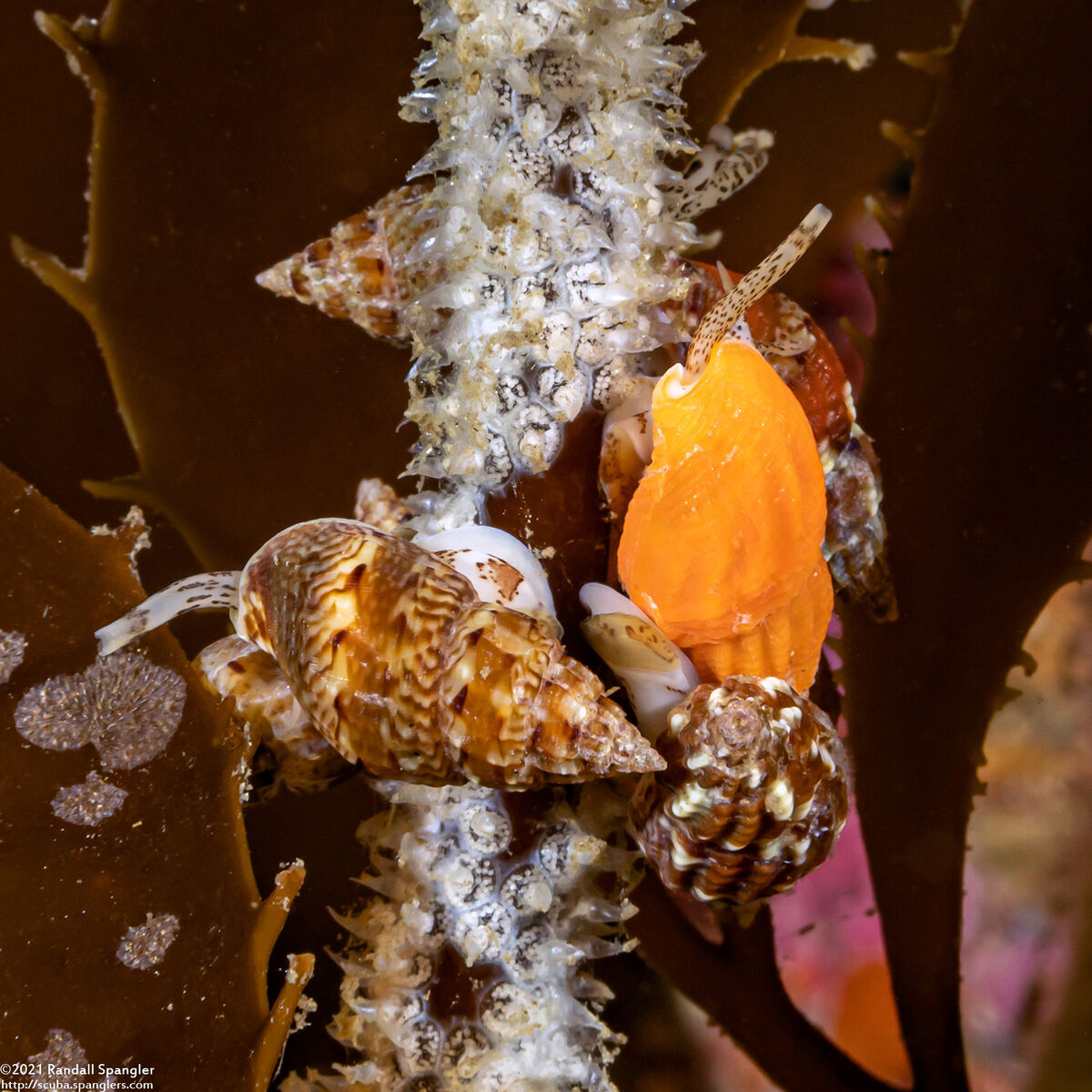 Variegate Amphissa (Amphissa versicolor) - Spanglers' Scuba