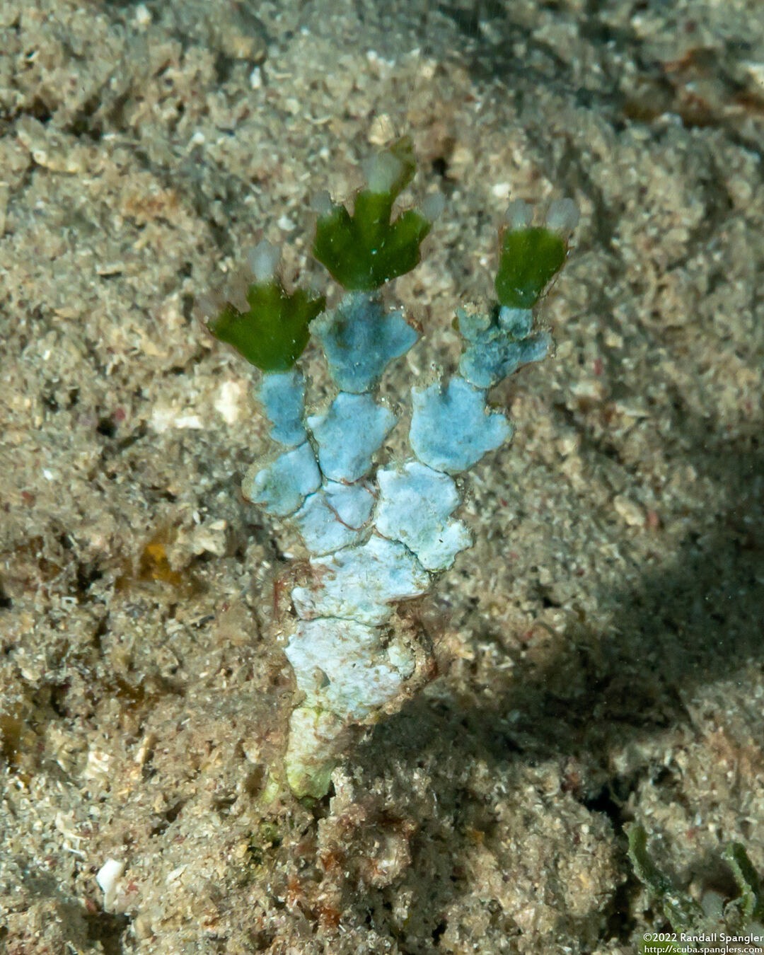 Caribbean Plants - Spanglers' Scuba