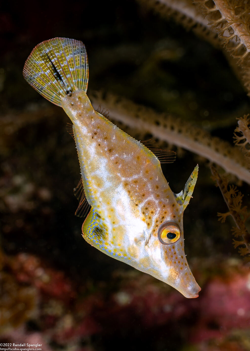 Slender Filefish (Monacanthus tuckeri) - Spanglers' Scuba