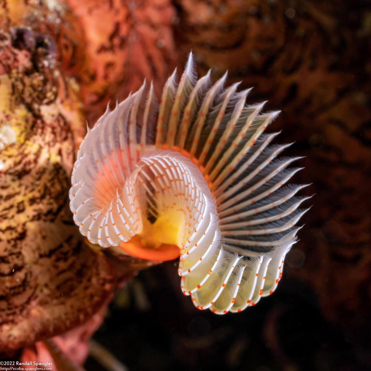 Caribbean Tube Worms - Spanglers' Scuba