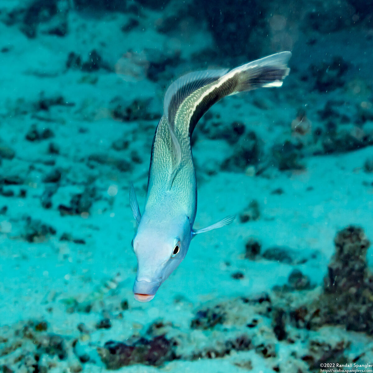 Blue Blanquillo (Malacanthus latovittatus) - Spanglers' Scuba