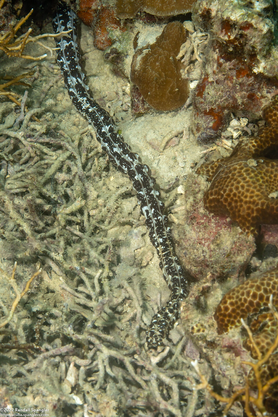 Philippines Sea Cucumbers - Spanglers' Scuba