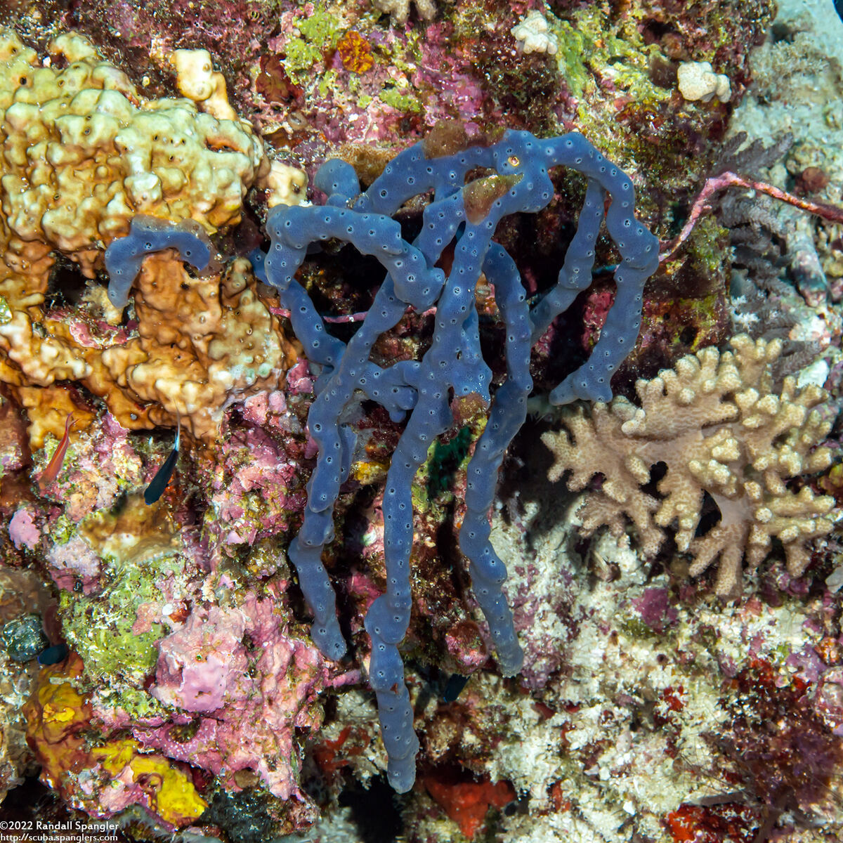 Indo-Pacific Sponges - Spanglers' Scuba