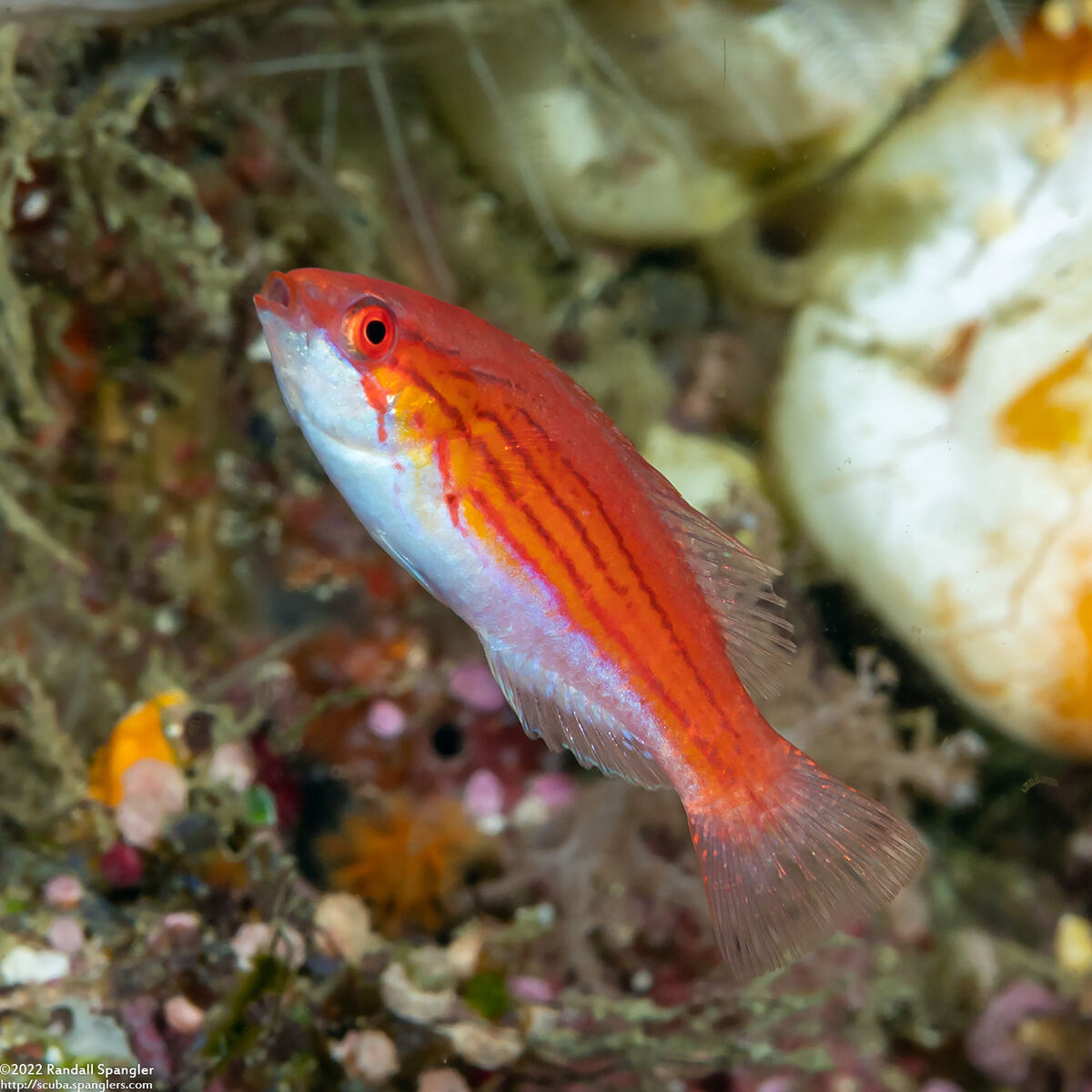 Fiji Wrasses - Spanglers' Scuba