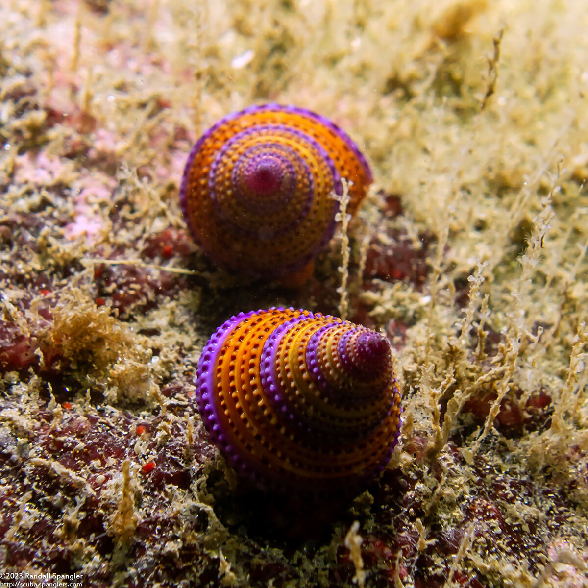 Blue-Ring Top Snail (Calliostoma annulatum) - Spanglers' Scuba