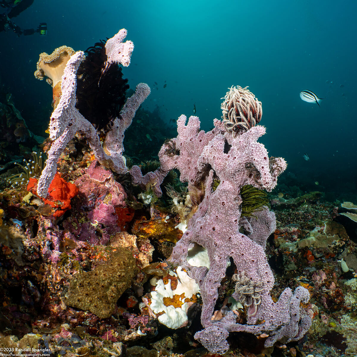 Indo-Pacific Sponges - Spanglers' Scuba
