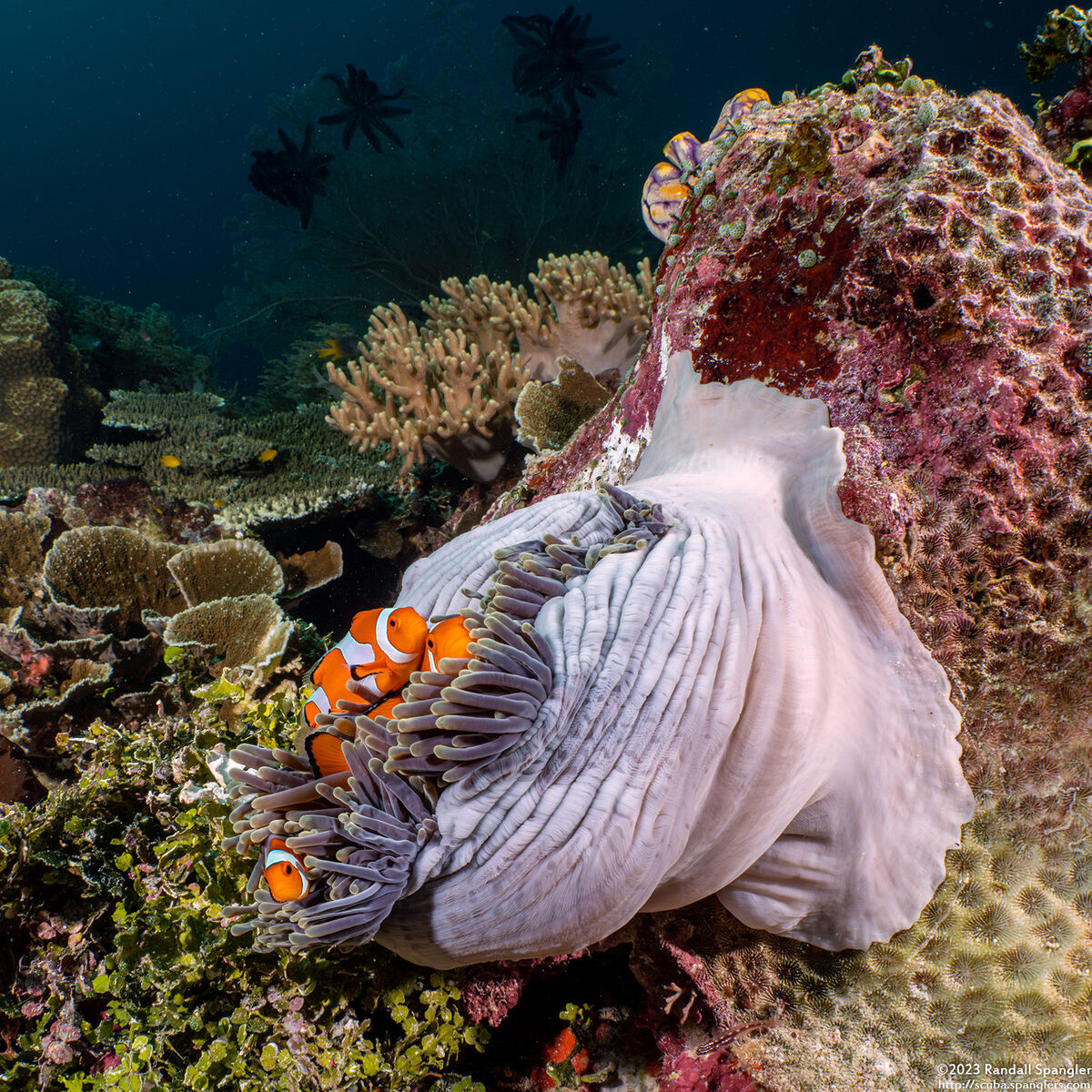 Magnificent Sea Anemone (Heteractis magnifica) - Spanglers' Scuba