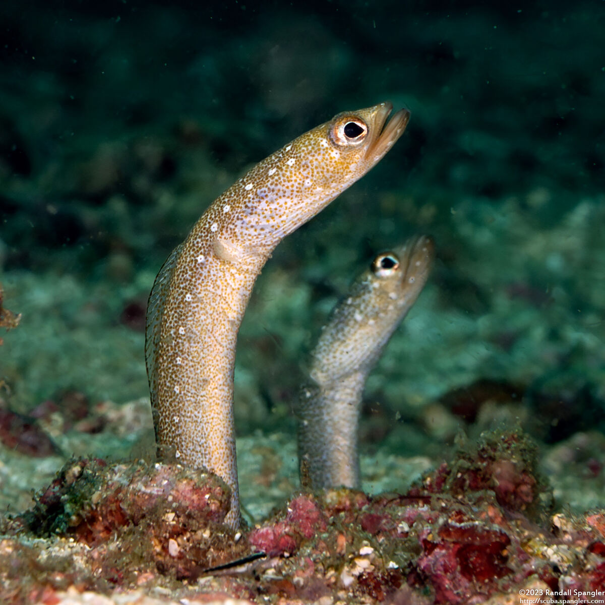 Great Barrier Reef Eels and Eel-like Fishes - Spanglers' Scuba