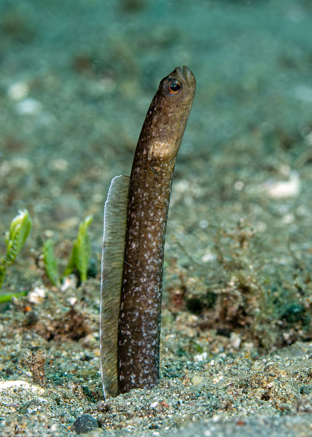 Indo-Pacific Eels and Eel-like Fishes - Spanglers' Scuba