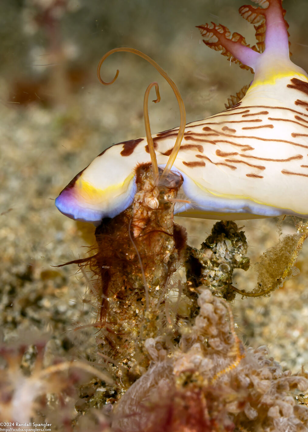 Philippines Tube Worms - Spanglers' Scuba