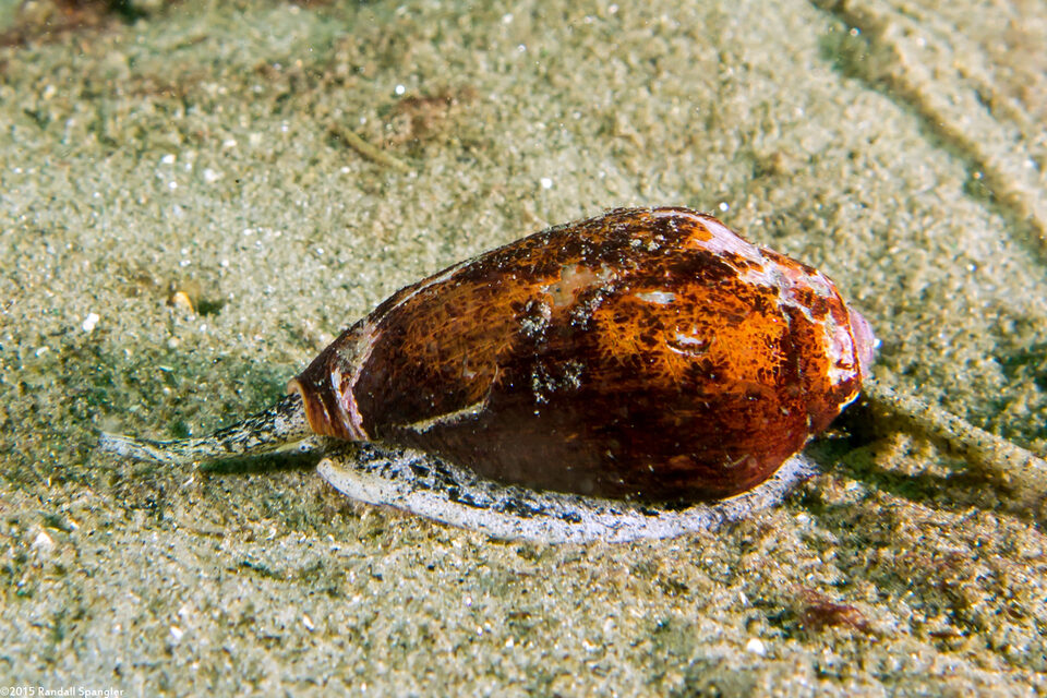 California Cone Snail (Californiconus californicus) - Spanglers' Scuba